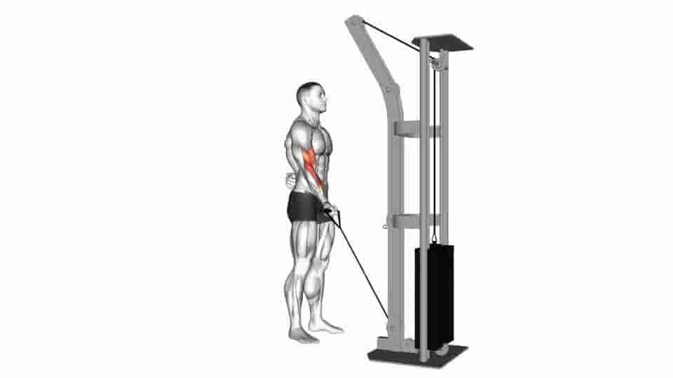 Cable One Arm Curl - Video Guide | Lyfta