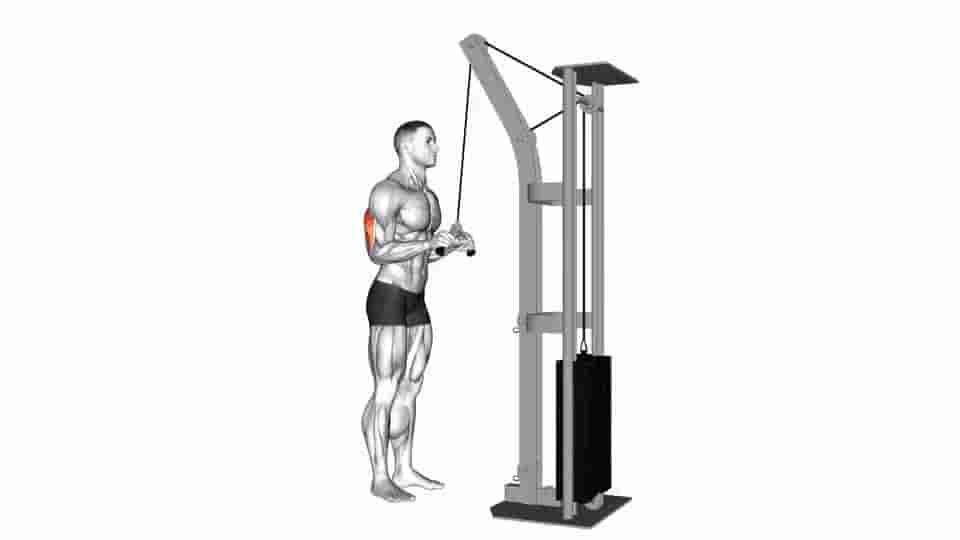 Triceps Pushdown - Video Guide | Lyfta