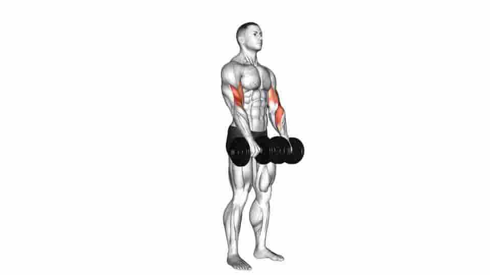 Revers grip Biceps Curl - Video Guide | Lyfta