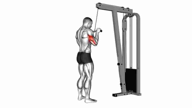 Triceps Pushdown - Video Guide | Lyfta