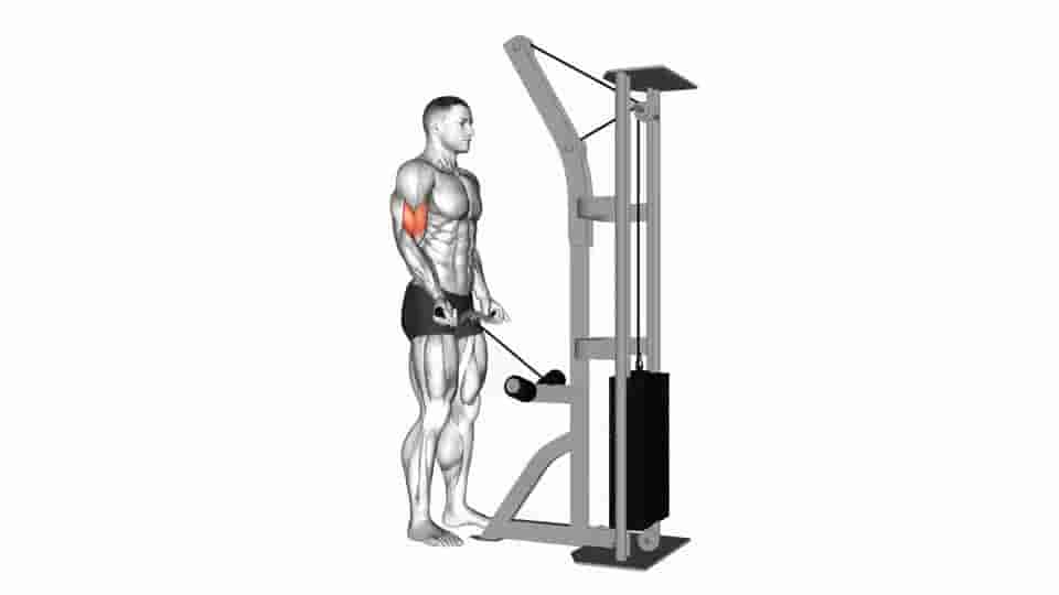 Biceps Curl - Video Guide | Lyfta