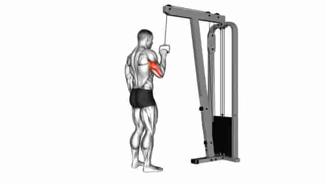 Cable One Arm Tricep Pushdown - Video Guide | Lyfta