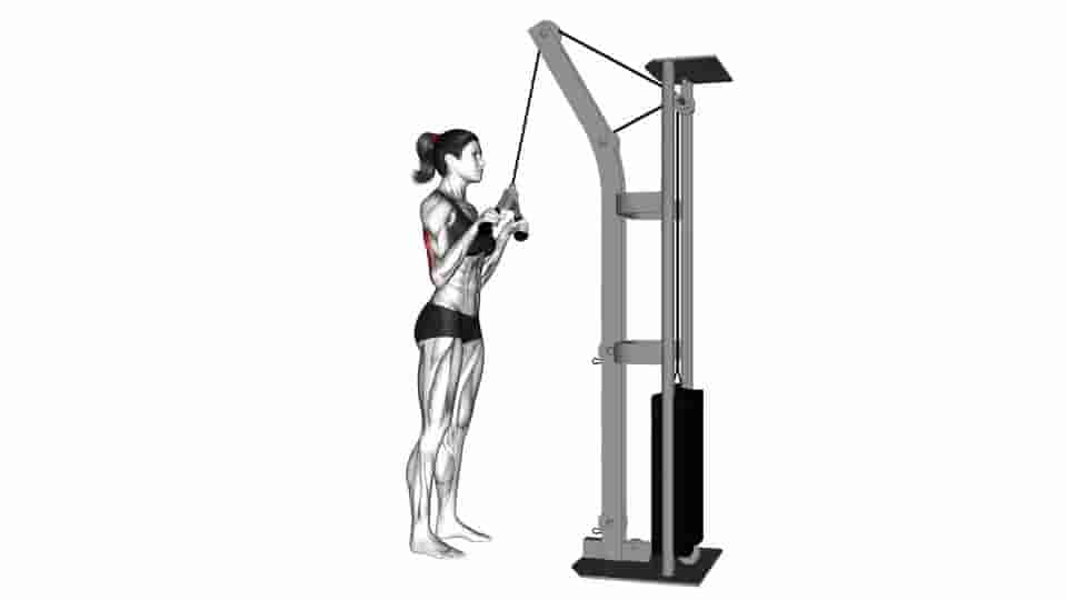 Flexión de tríceps con cable - Guía en Video | Lyfta