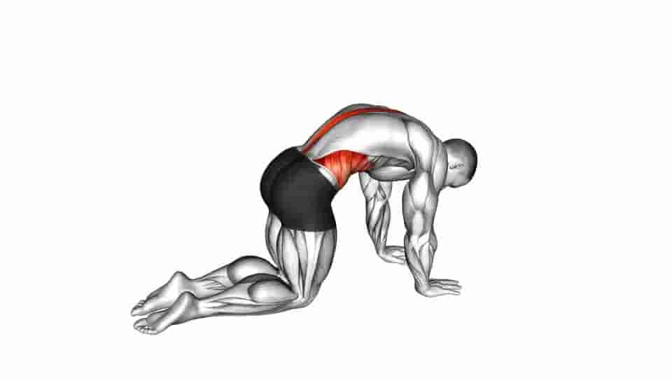 Cat Cow Stretch - Videó Útmutató | Lyfta