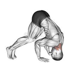 Puente de cuello propenso - Guía en Video | Lyfta