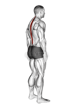 Standing Pelvic Tilt - Video Guide | Lyfta