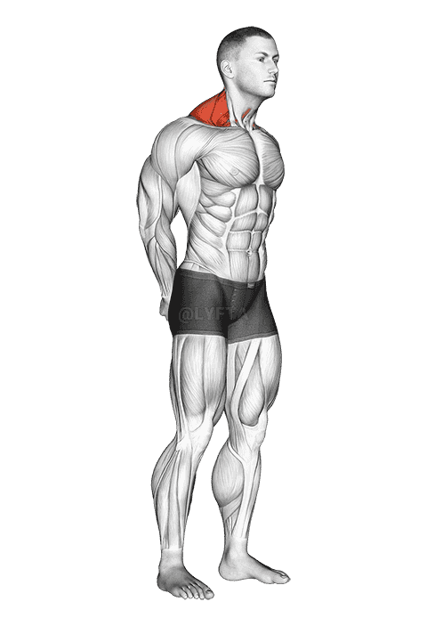 Neck Protraction Stretch - Video Guide | Lyfta