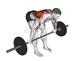 Barbell Bent Over Wide Grip Row - Video Guide | Lyfta