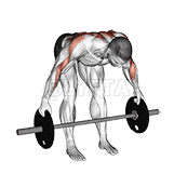 Barbell Bent Over Wide Row Plus - Video Guide | Lyfta