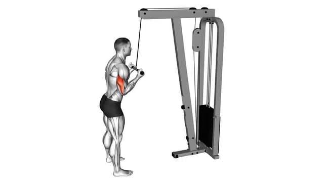 Cable Reverse-grip Pushdown - Video Guide | Lyfta